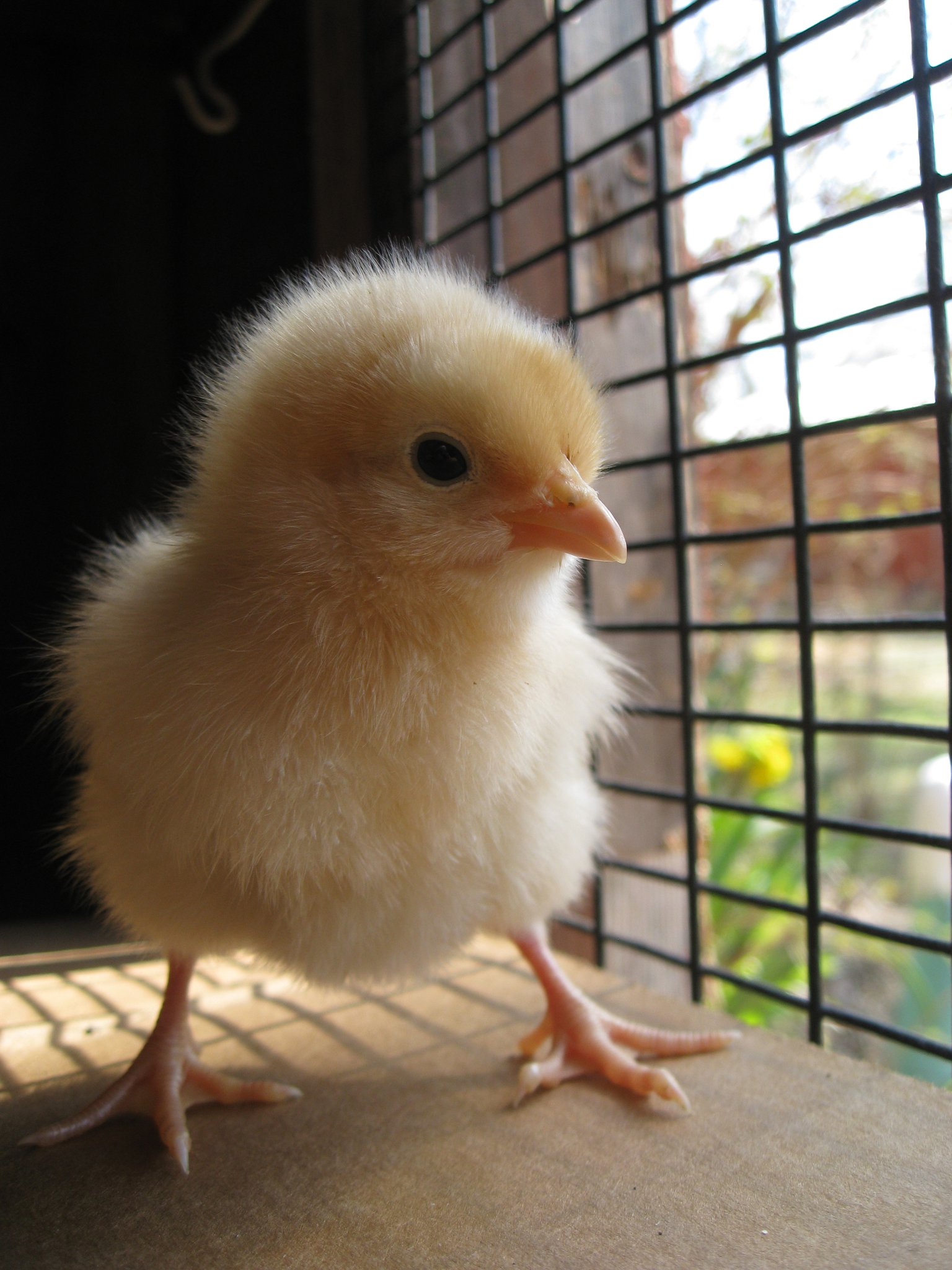 Baby Animals Wish You Happy Spring! | The Real Time Farms Blog